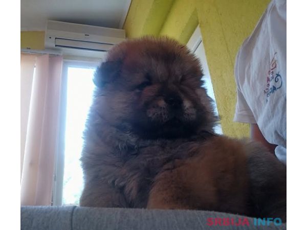 Chow Chow stenci