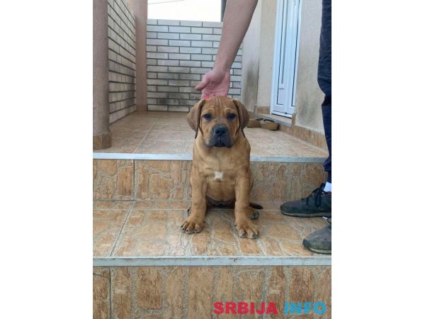 Boerboel štenci