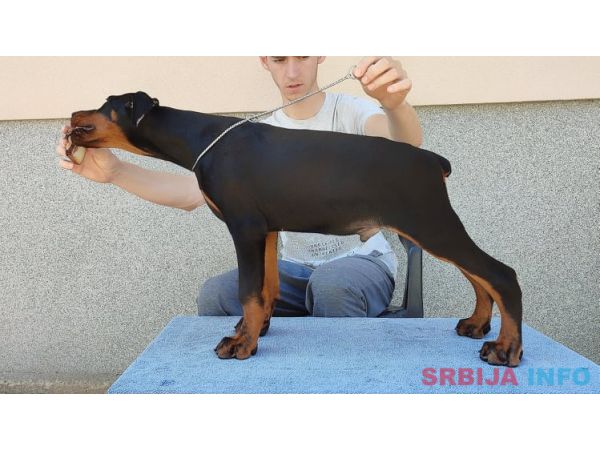 Doberman Štenci