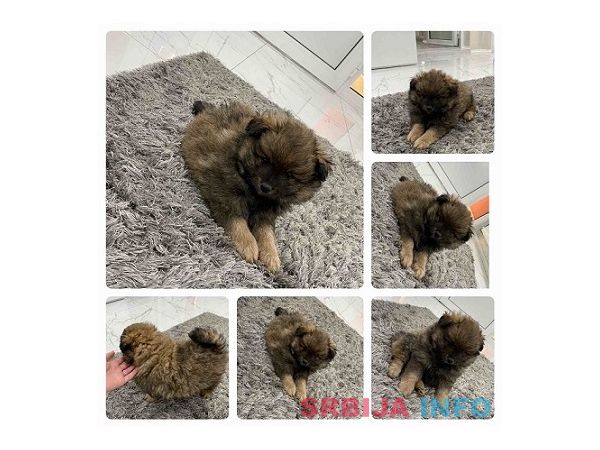 Stenci pomeranca i pomeranskog spica