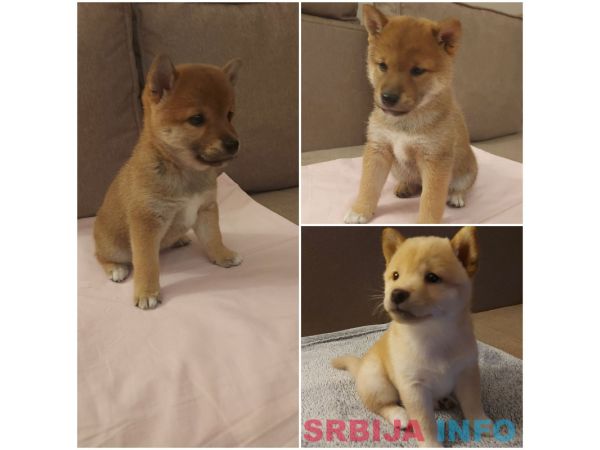 Shiba Inu