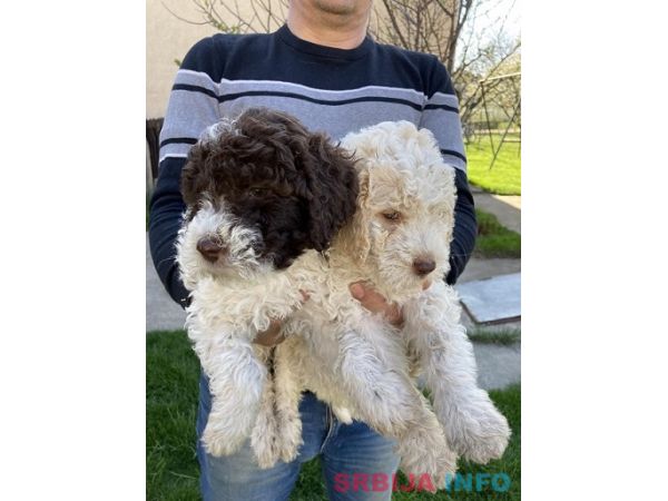 Lagotto stenci