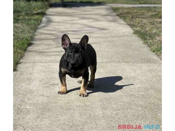 Francuski buldog – Black Ten-