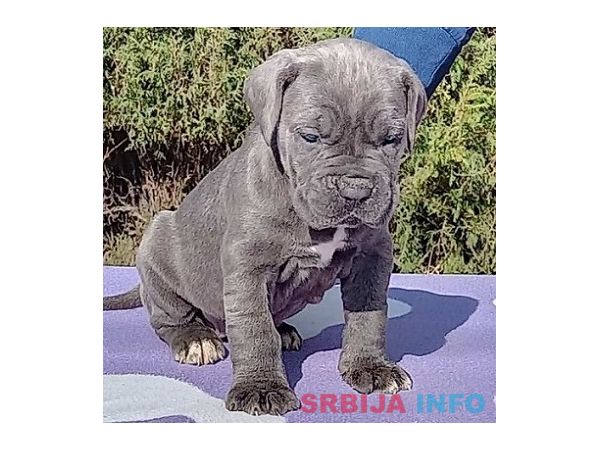 Cane corso stenci sive boje