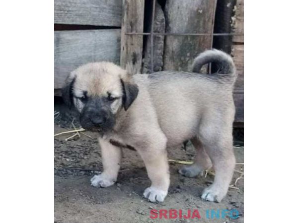 Turski kangal, štenci