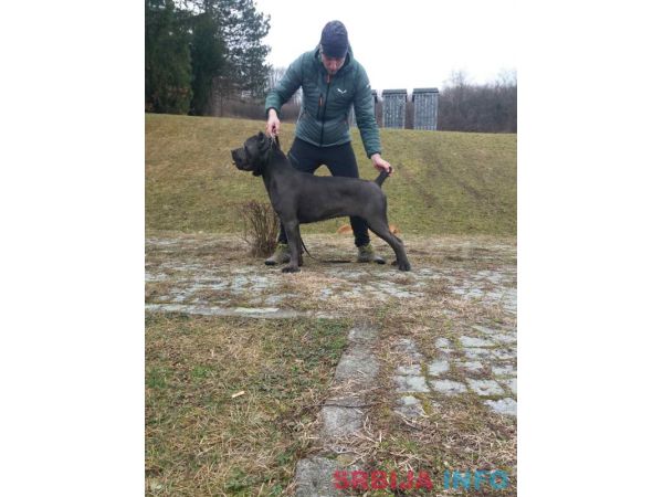 Cane corso ženka