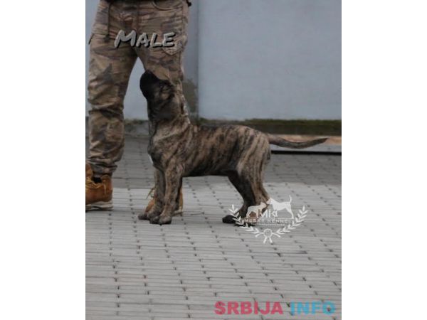 Presa Canario stenci