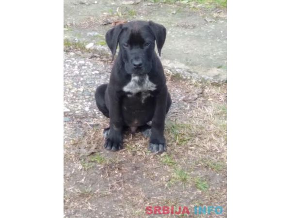 Cane Corso, stenci