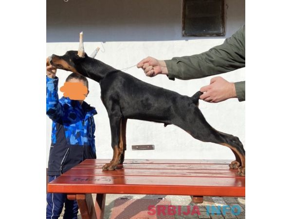 DOBERMAN