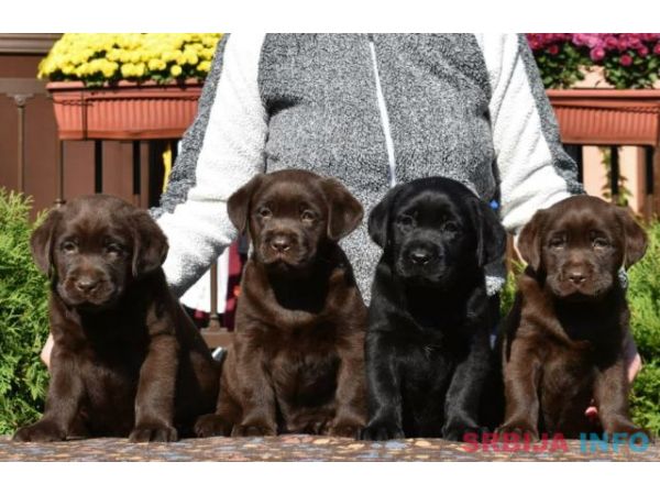 Labrador Retriver, čokoladni i crni štenci