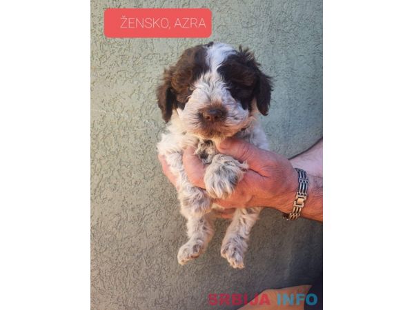 Štenci LAGOTTO ROMAGNOLO