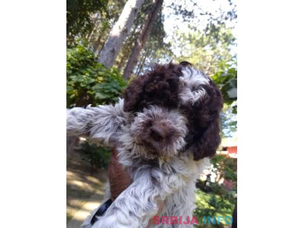 Lagotto romagnolo