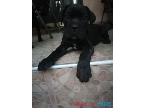 Cane Corso stenci