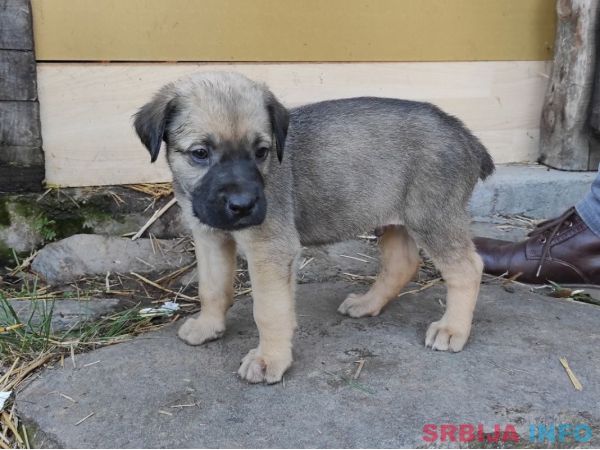 Srpski odbrambeni pas štenci