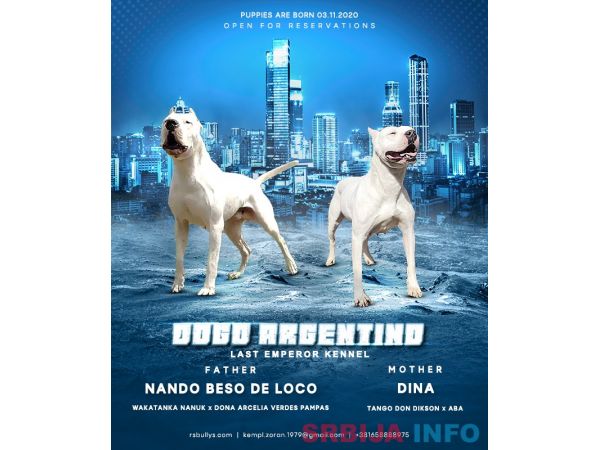 Dogo argentino štenci