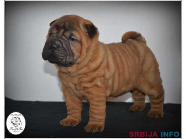 Shar Pei izvanredno leglo