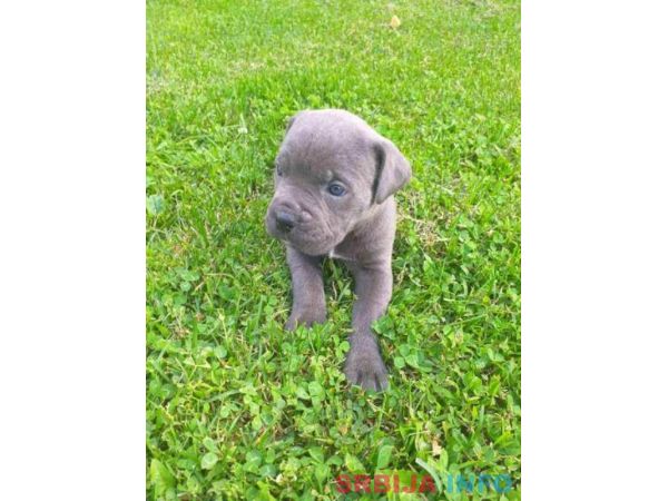 Cane Corso, štenci