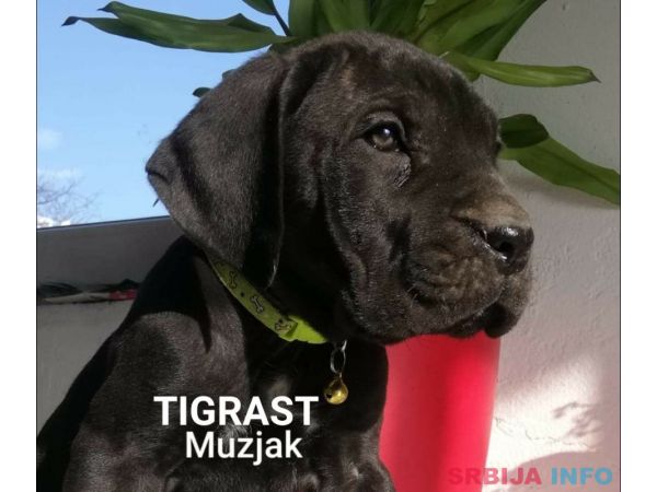 Stenci Cane Corso