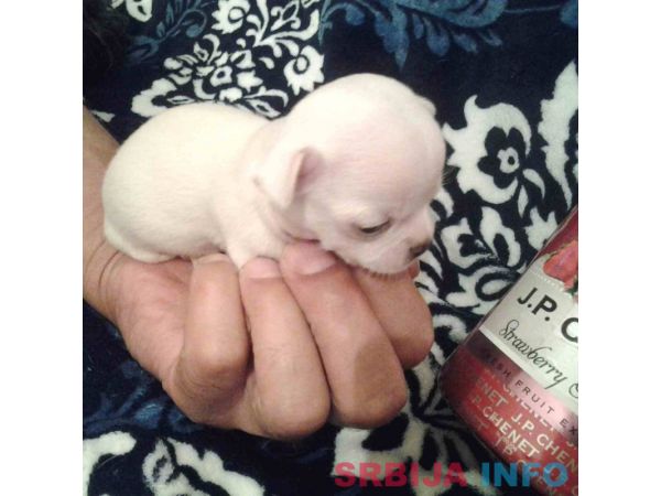 Mini civave " Princess Chihuahua Kennel "