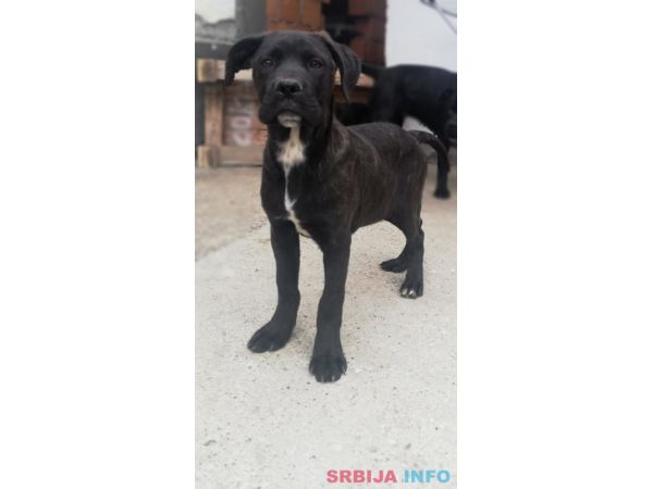 Cane corso štenci