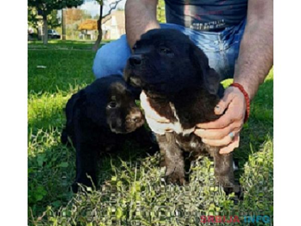 Cane Corso