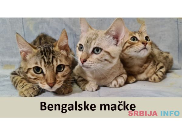 Bengalske mačke od odgajivača