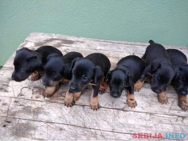 Prodaja stenaca Nemackog Lovnog Terijera