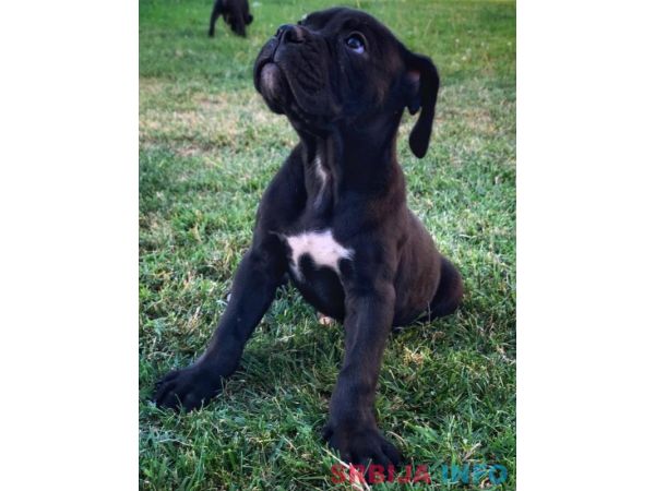 Cane Corso stenci