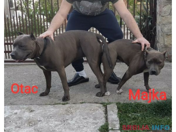 Stenci PIT BULL BLUE NOSE na prodaju