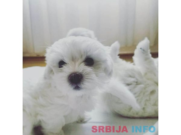 Coton de tulear ženka