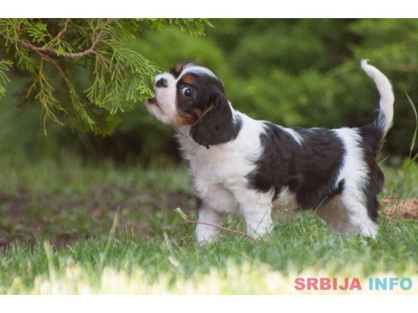 Cavalier king Charles spaniel štenci