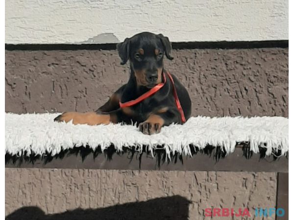 Doberman štenci