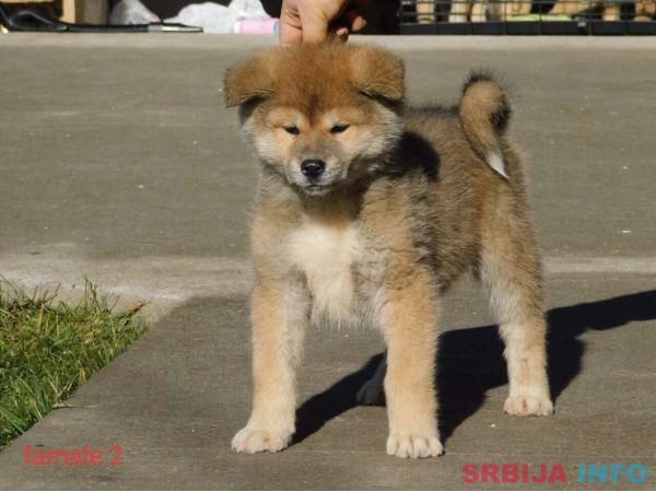 Japanska akita štenci