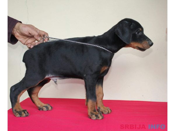 Doberman štenci