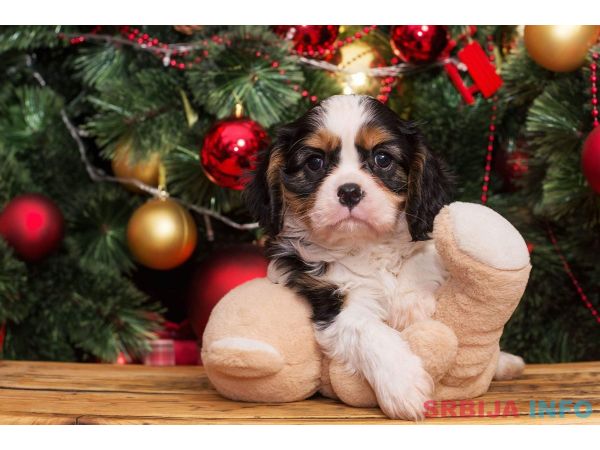 Cavalier king Charles spaniel štenci