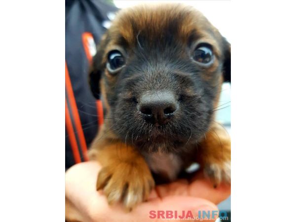 Poklanjam kučiće
