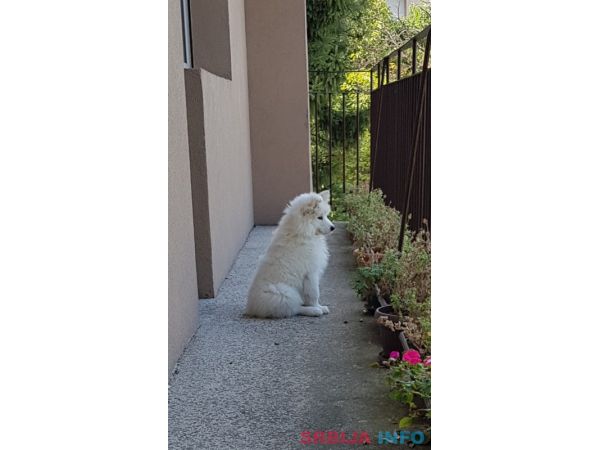 Sibirski samojed štenci