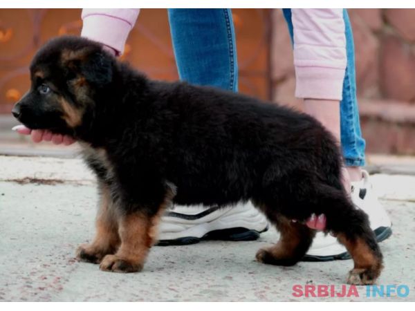 Nemacki ovcar i šarplaninac stenci na prodaju