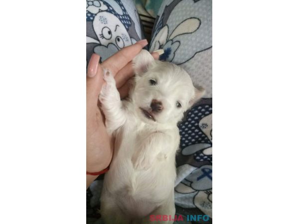 Maltezer, stene