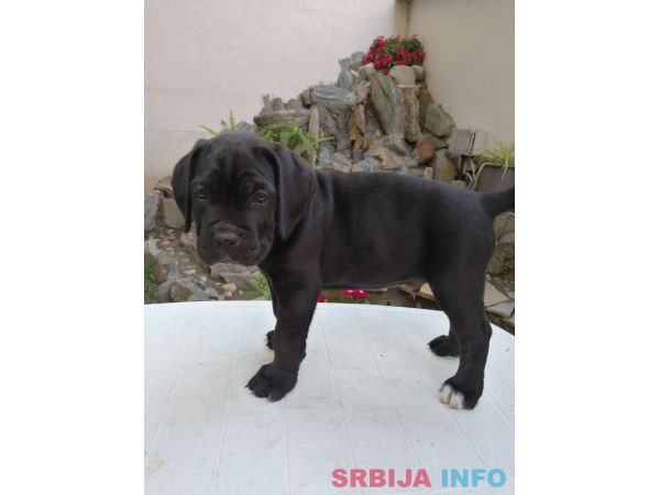 Stenci Cane Corso