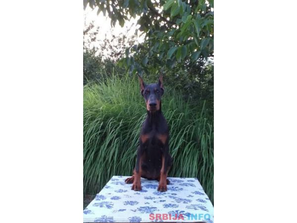 Doberman štenci