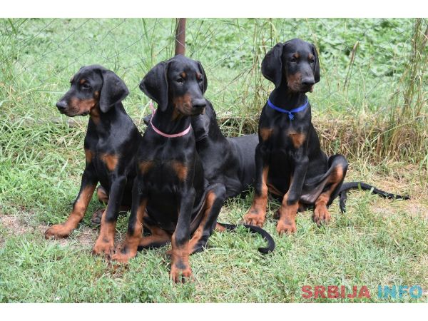 Stenci dobermana na prodaju