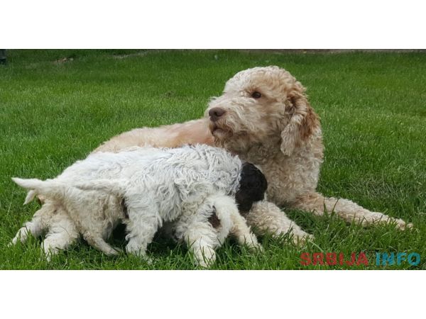 Lagotto Romagnolo stenci