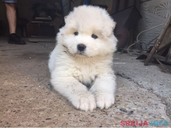 Sibirski samojed štenci