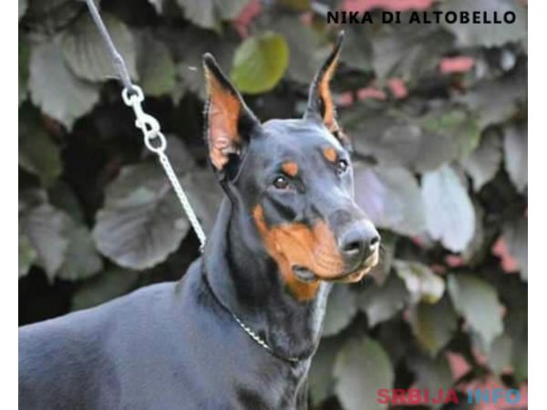 Doberman štenci na prodaju