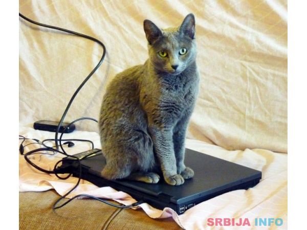 Ruska plava mačka, mačići