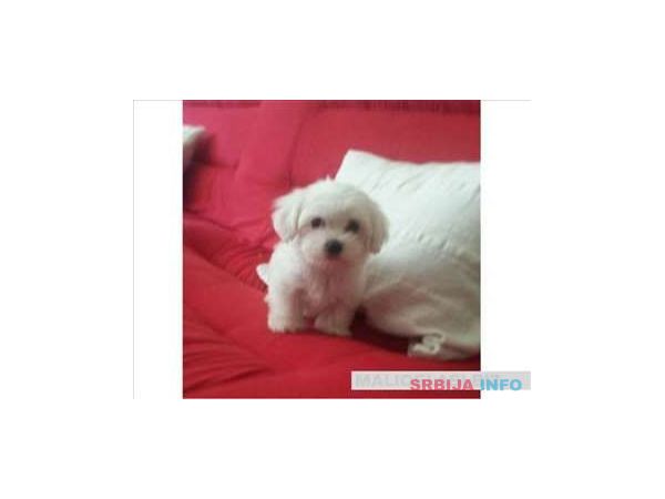 Mini Maltezeri