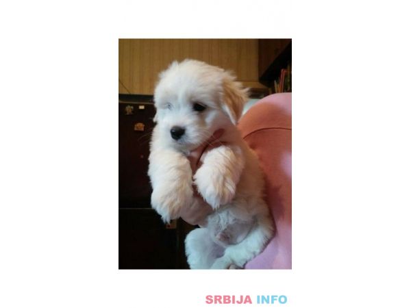 Coton de Tulear - stenad