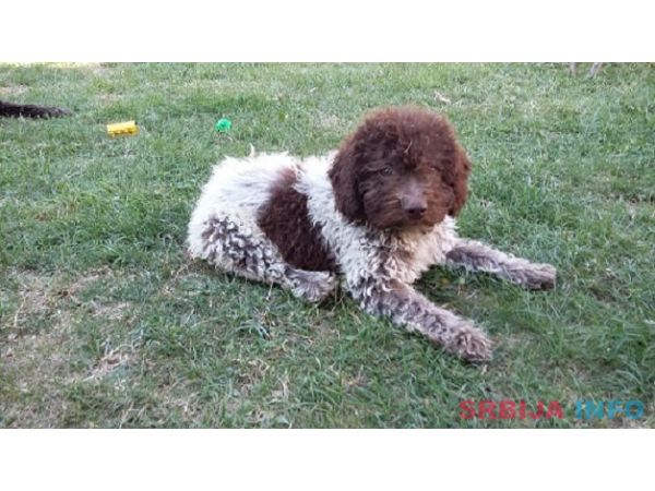 Štenad Lagotto Romagnolo