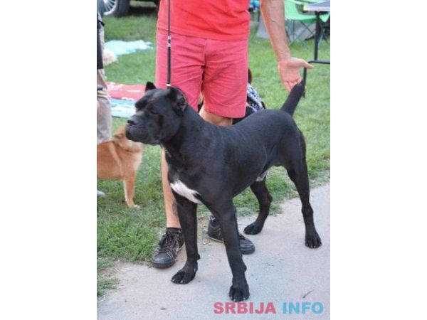 CANE CORSO - muzjak sam. Srbije - parenje